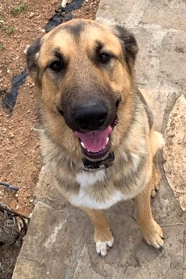 These Seattle-based dogs are up for adoption and in need of a good