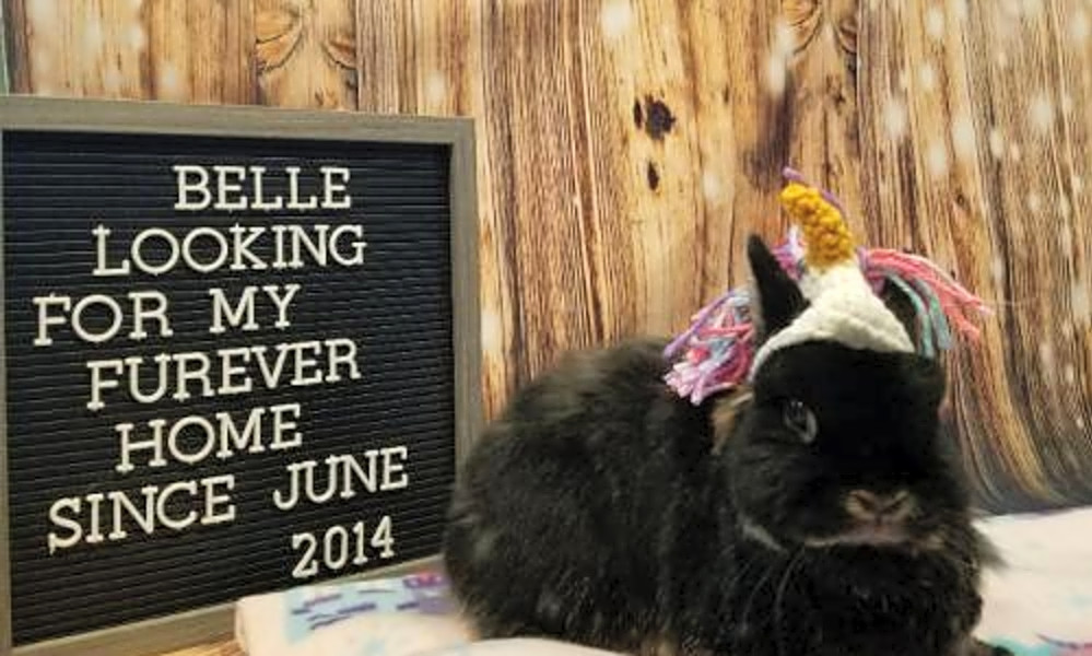 Rabbits in Columbus looking for their fur-ever homes