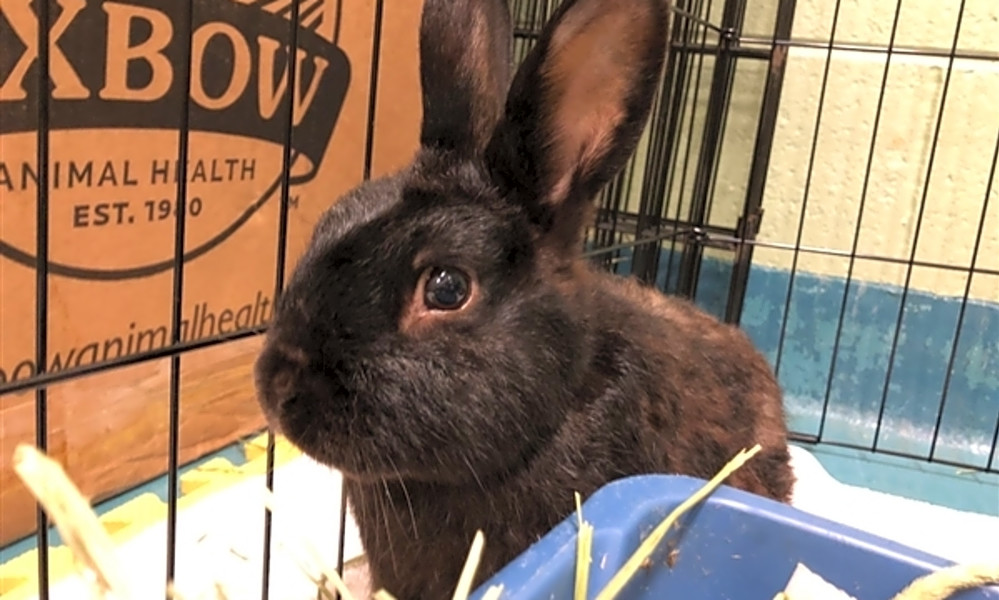 Rabbits in New York City looking for their fur-ever homes
