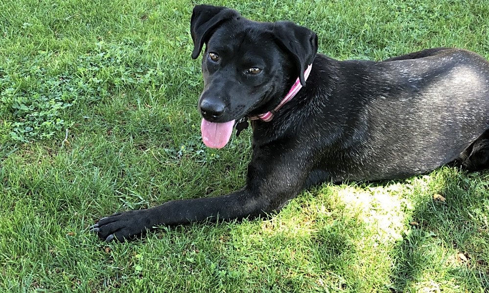 Want to adopt a pet? Here are 7 delightful doggies to adopt now in