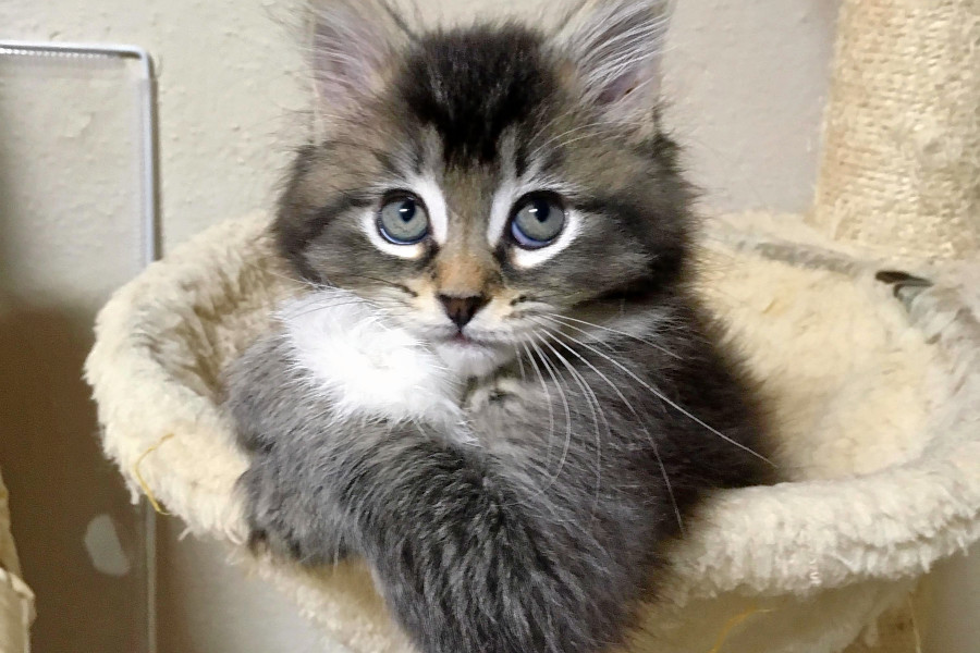 Kittens in Portland looking for their fur-ever homes