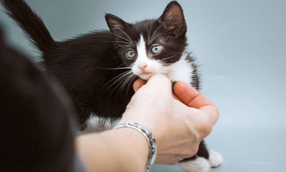 These Tulsa-based kittens are up for adoption and in need of a good