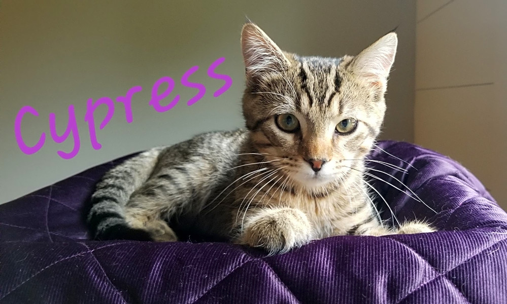 These Columbus-based kittens are up for adoption and in need of a good
