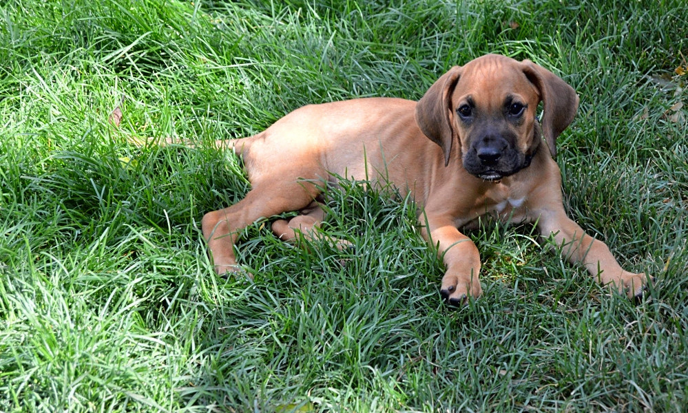 Always wanted a pet? Here are 5 precious puppies to adopt now in