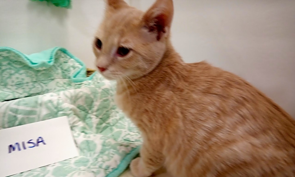 These Minneapolis-based kittens are up for adoption and in need of a