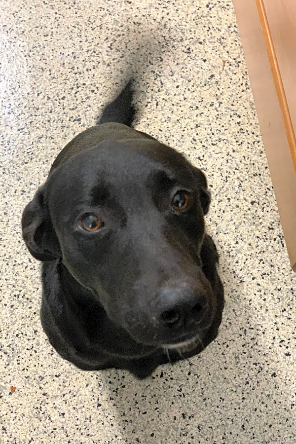 5 perfect puppies to adopt now in St. Louis