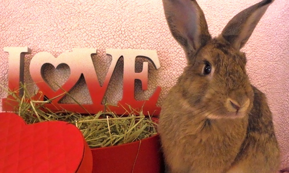 Want to adopt a pet? Here are 7 lovable rabbits to adopt now in