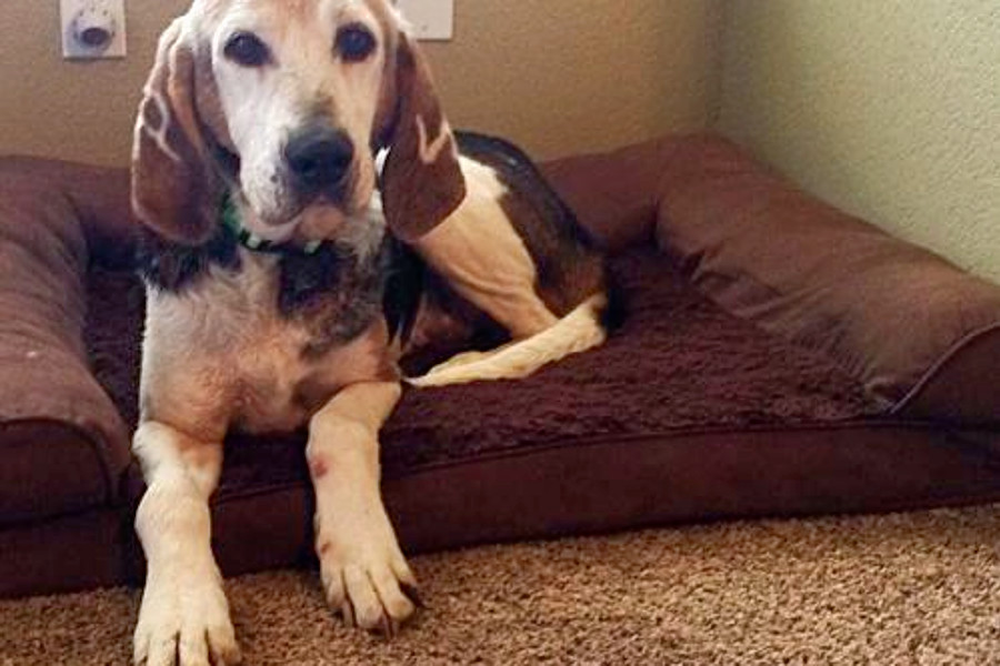 Dogs in Fresno looking for their furr-ever homes