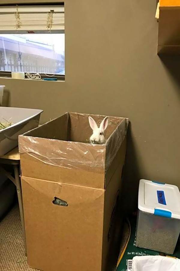 Rabbits in Columbus looking for their fur-ever homes