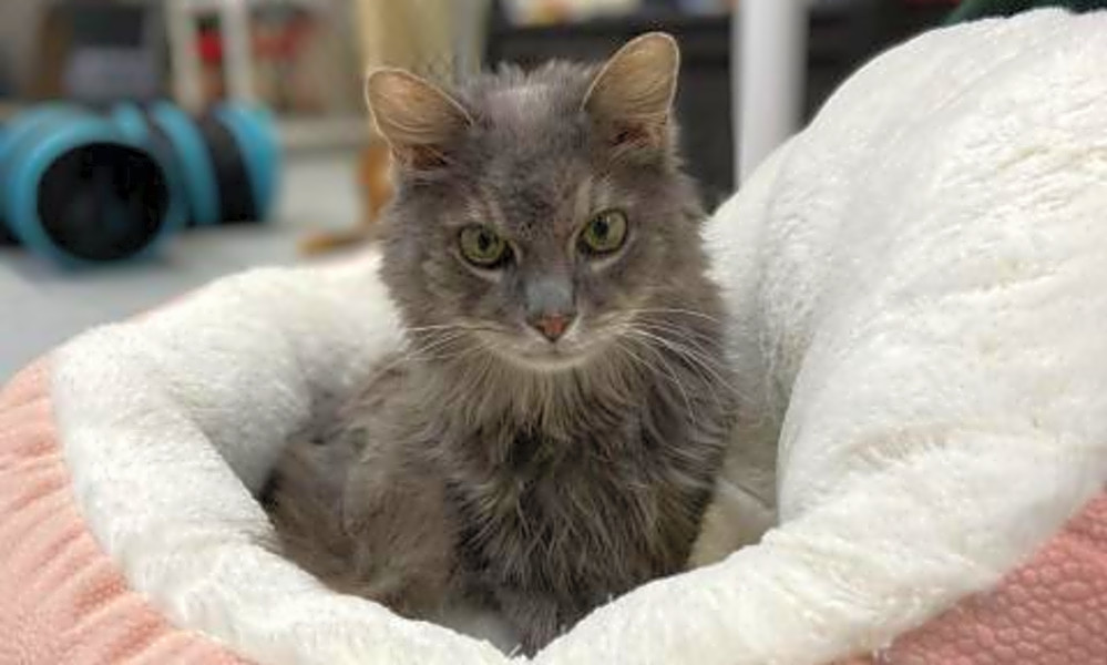 These Boston-based cats are up for adoption and in need of a good home