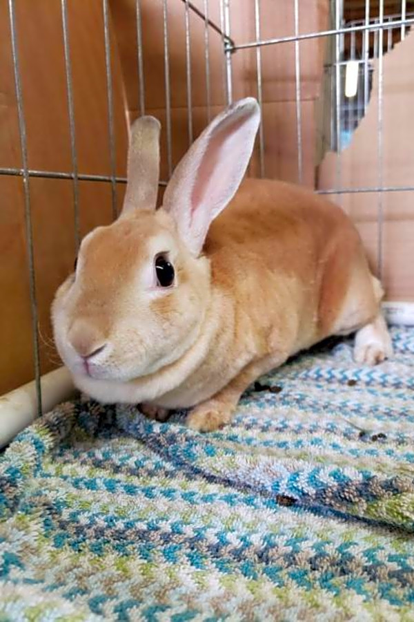 7 lovable rabbits to adopt in San Diego