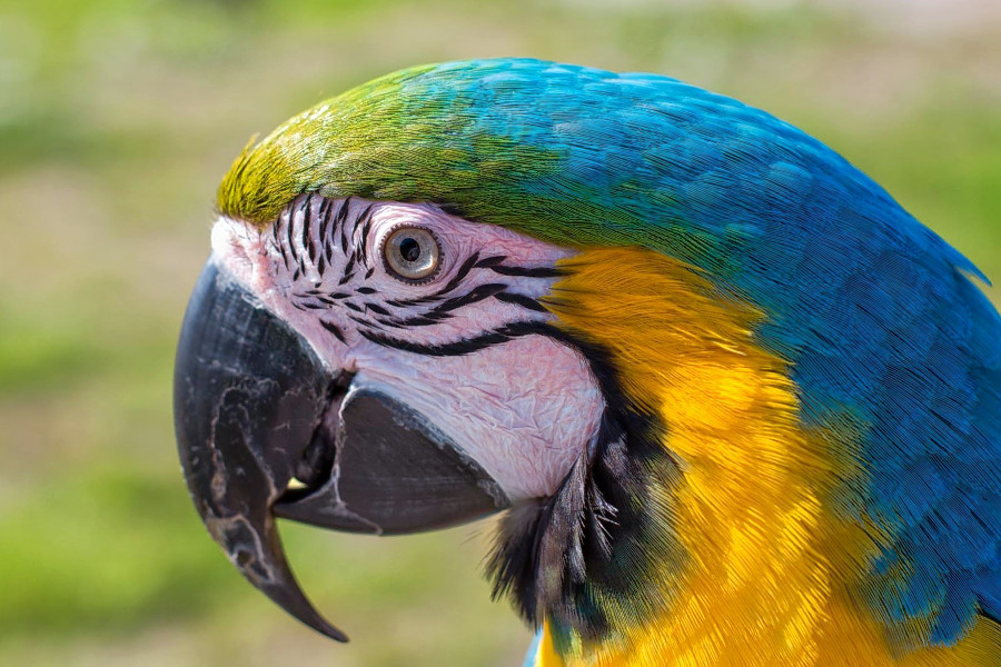 Seeking a forever home: 6 pretty parrots to adopt now in Tucson