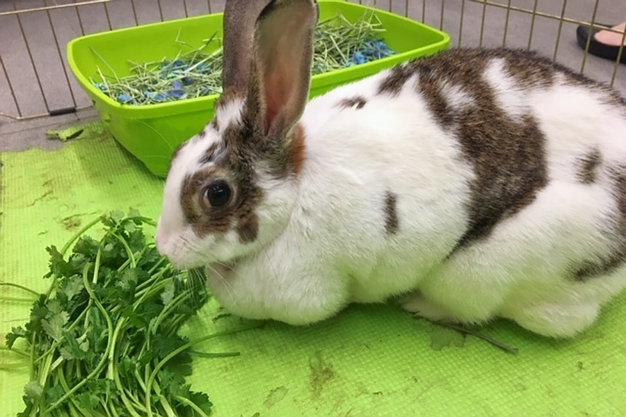 Rabbits in New York City looking for their fur-ever homes