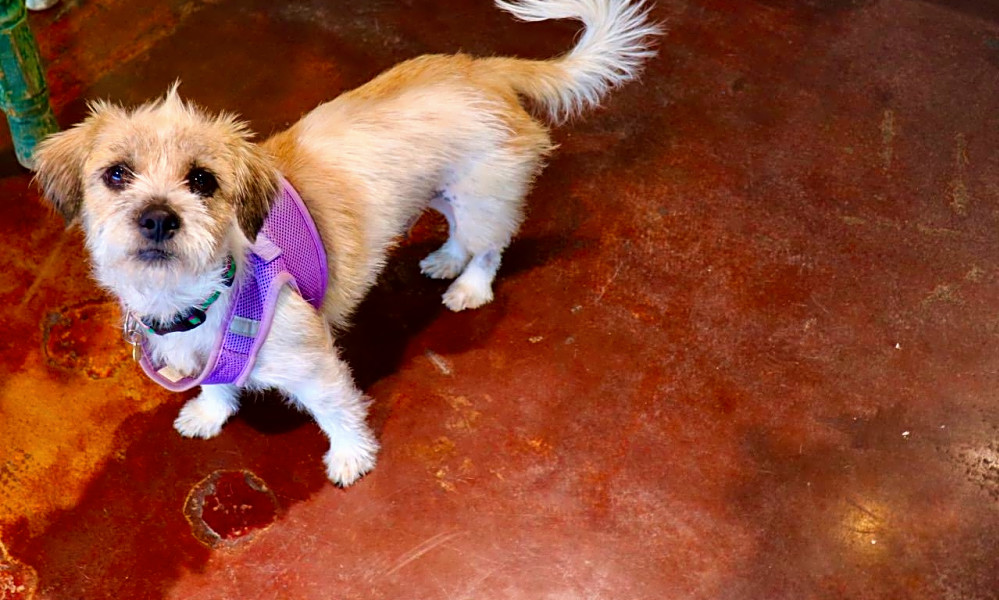 Want to adopt a pet? Here are 5 delightful doggies to adopt now in San ...