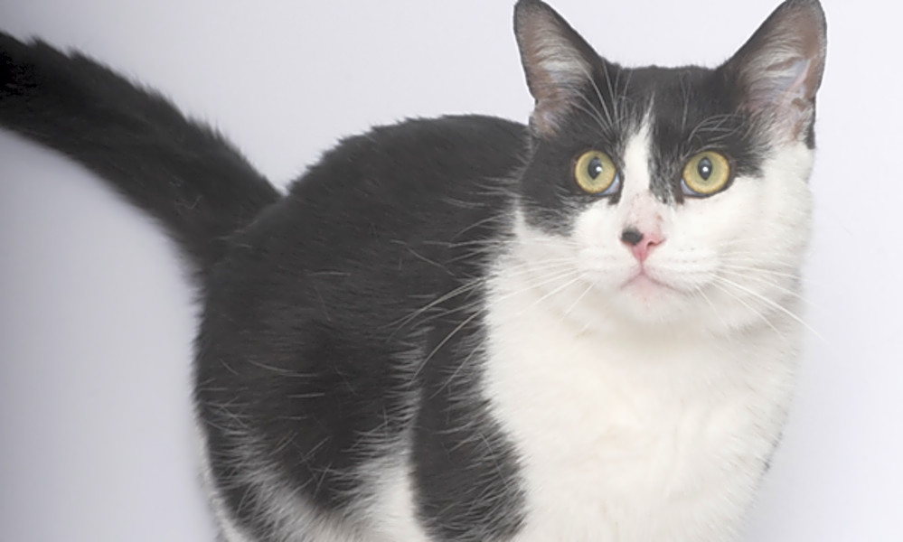 These Chicago-based felines are up for adoption and in need of a good