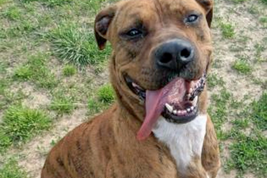 Dogs in Memphis looking for their furr-ever homes