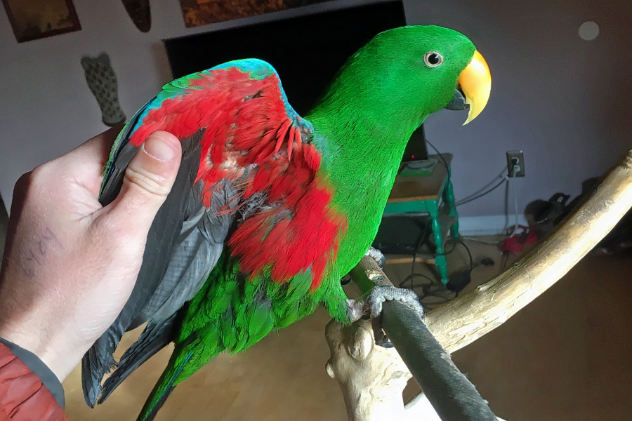 Seeking a forever home: 6 pretty parrots to adopt now in Tucson