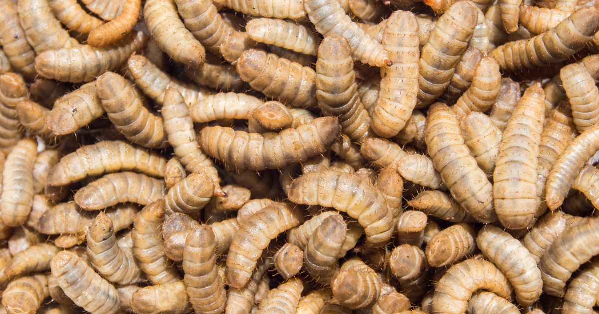 Fjell insect larvae processing plant - FTG