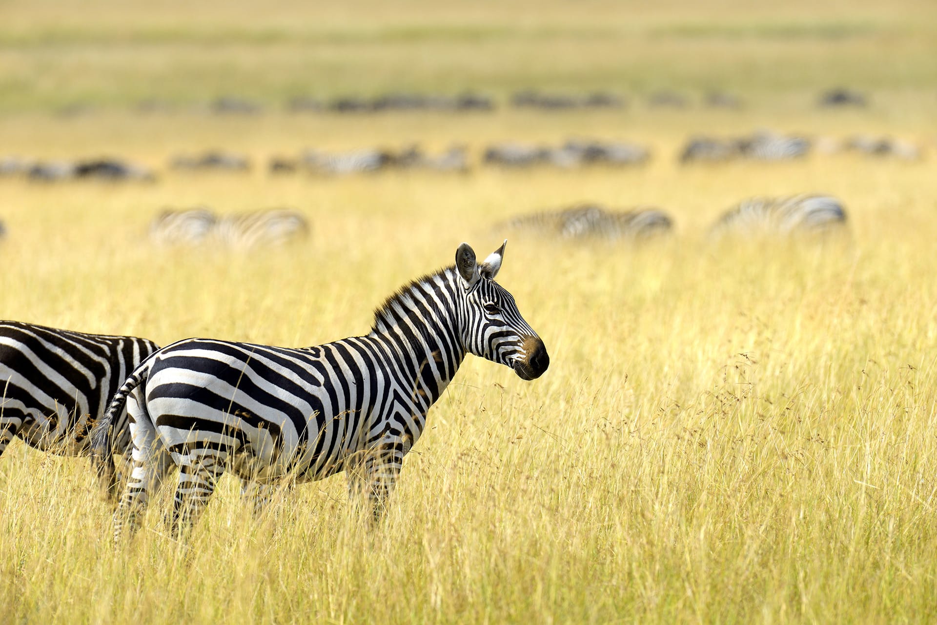 safarica.com - Liuwa Plain