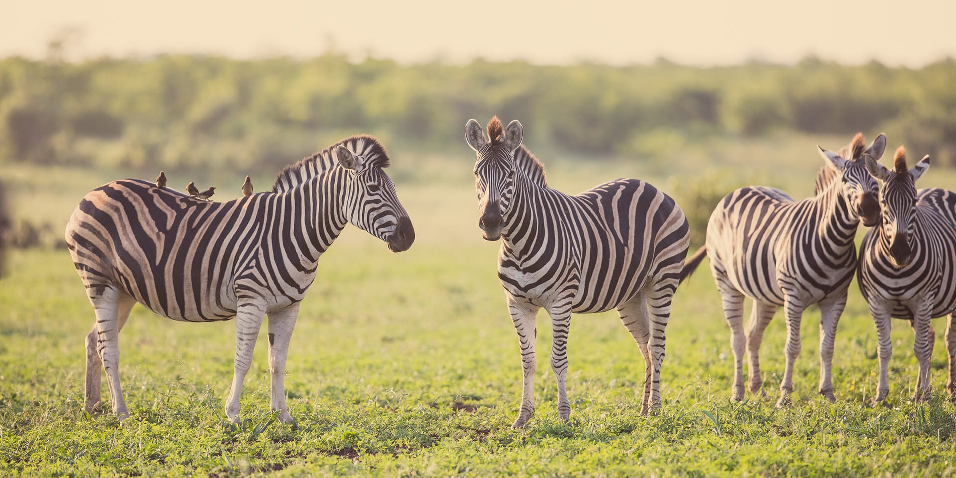 safarica.com - Mangetti National Park