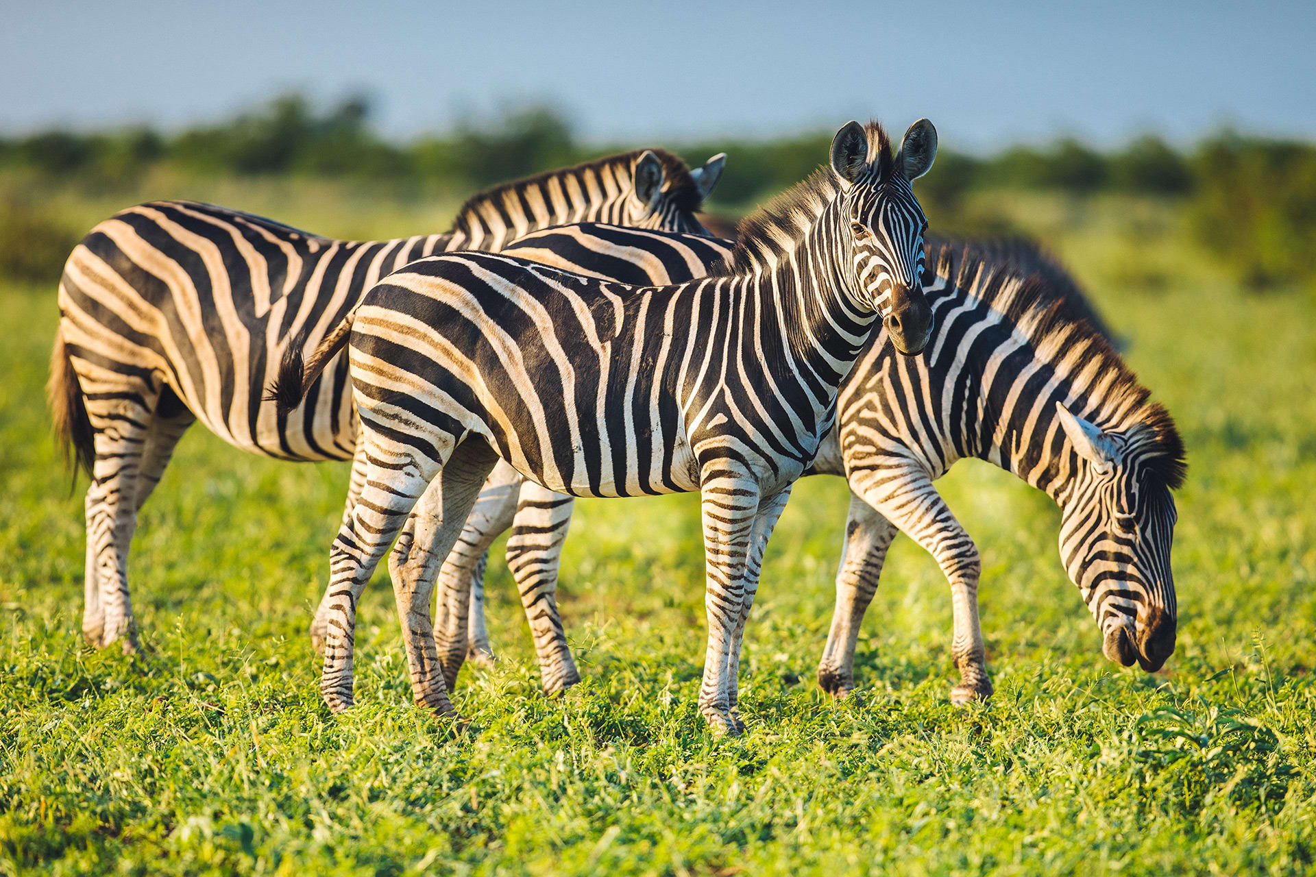 safarica.com - Mangetti National Park