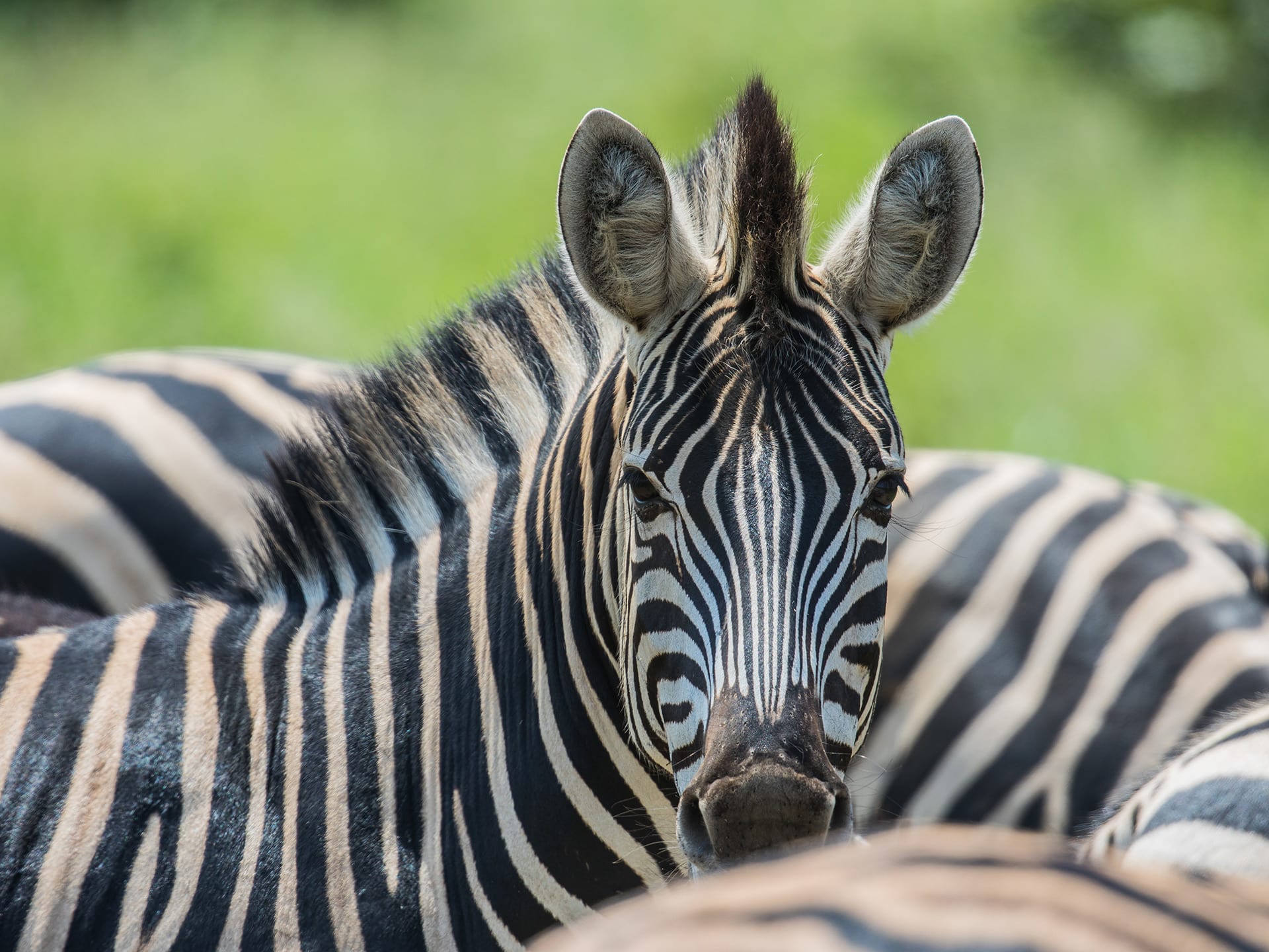 safarica.com - Mangetti National Park