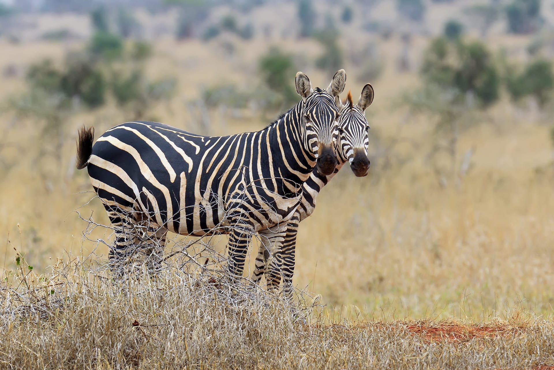 safarica.com - Mangetti National Park
