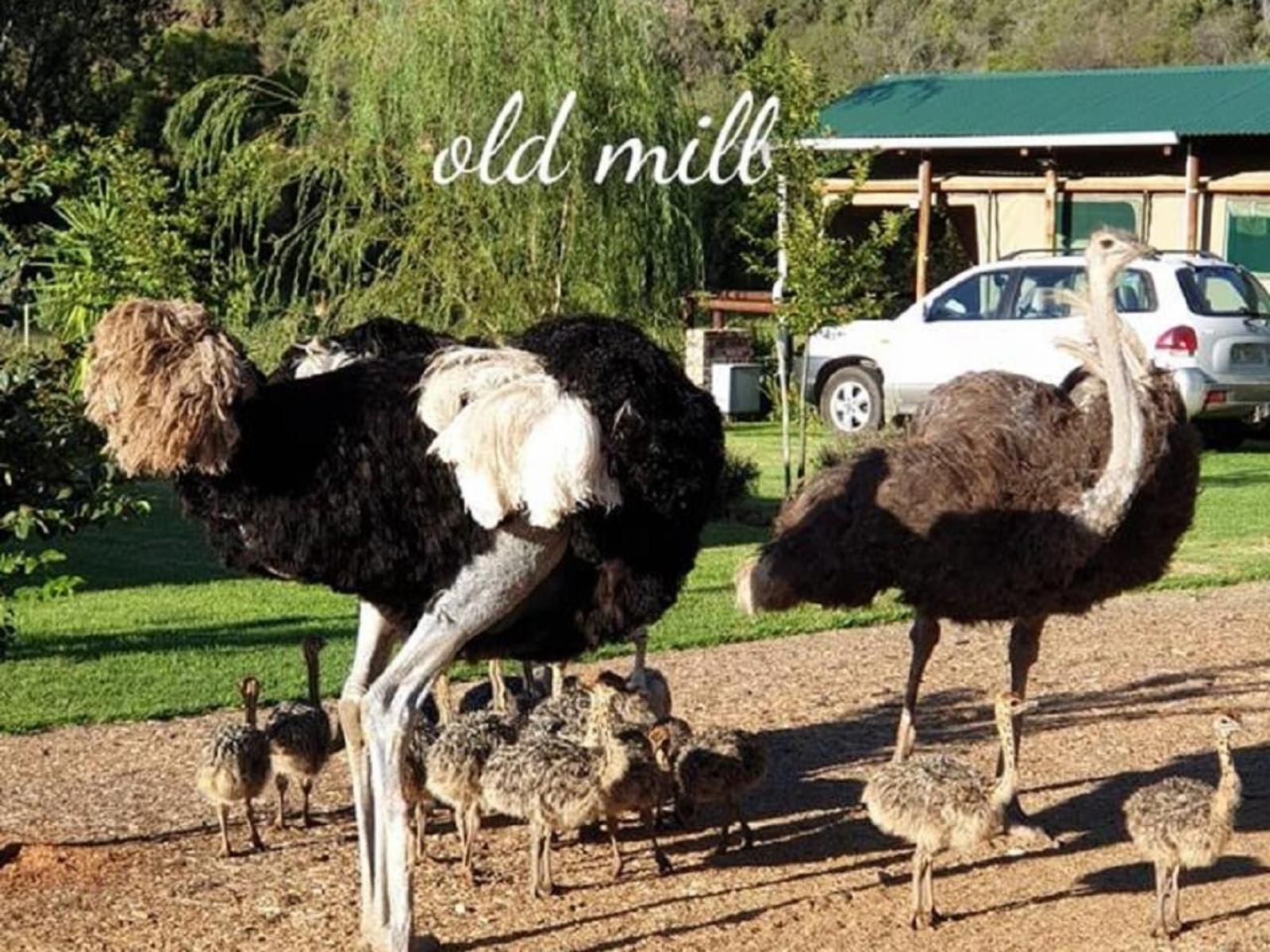 Old Mill Lodge, Working Ostrich Farm & Restaurant