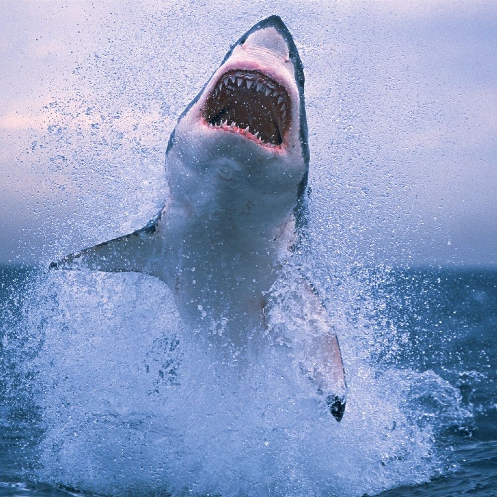 Chris Fallows | Sarasota Magazine