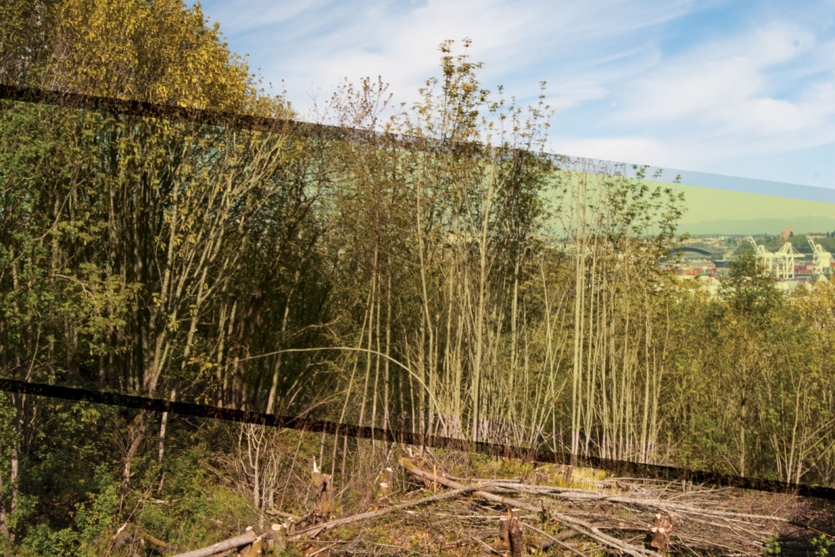 Who Whacked 153 Trees in West Seattle? | Seattle Met