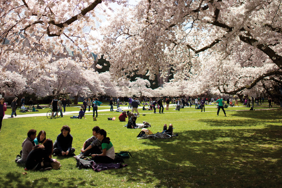 Seattle's Cherry Blossoms Were Late to the Party This Year | Seattle Met