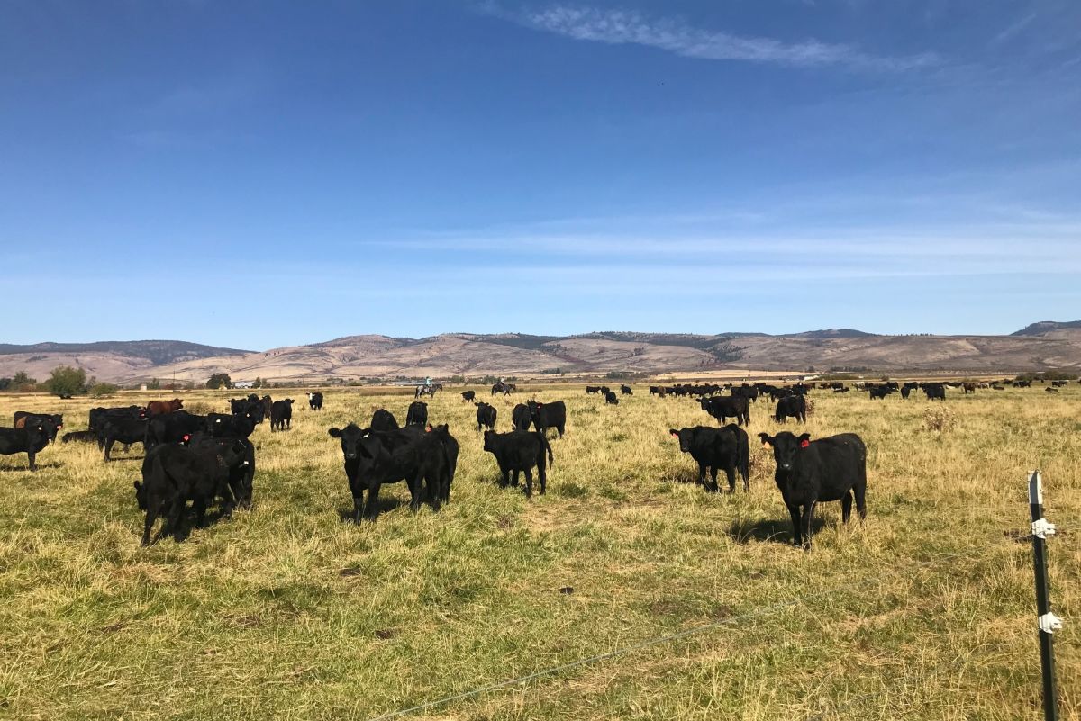 Back in the Saddle Again at Beard Ranch | Seattle Met