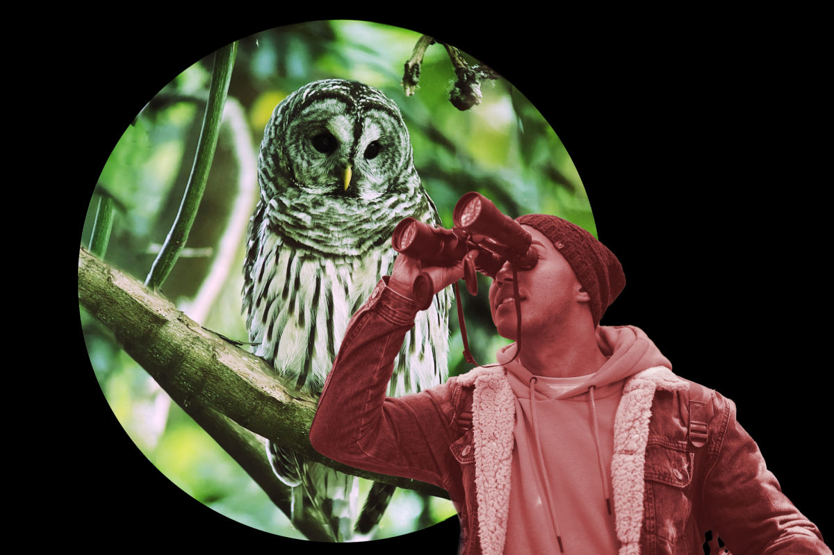 How (and Why) to Start Bird-Watching in Seattle | Seattle Met