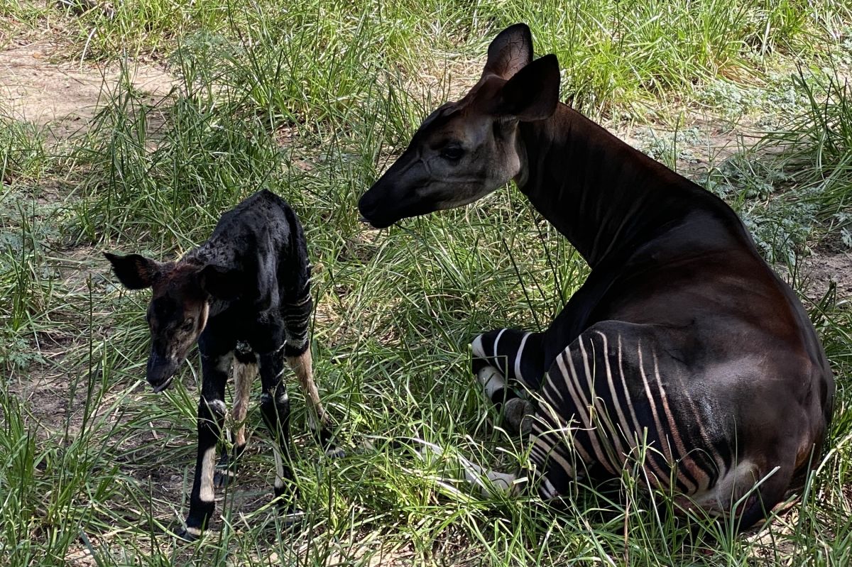 Houston Zoo Wants You to Help Name Its New Baby Okapi | Houstonia Magazine