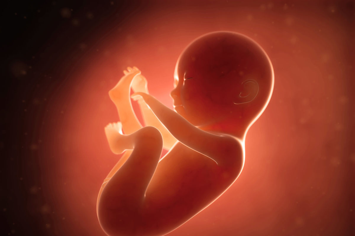 New OHSU Research Points to Breakthrough Infertility Treatment ...