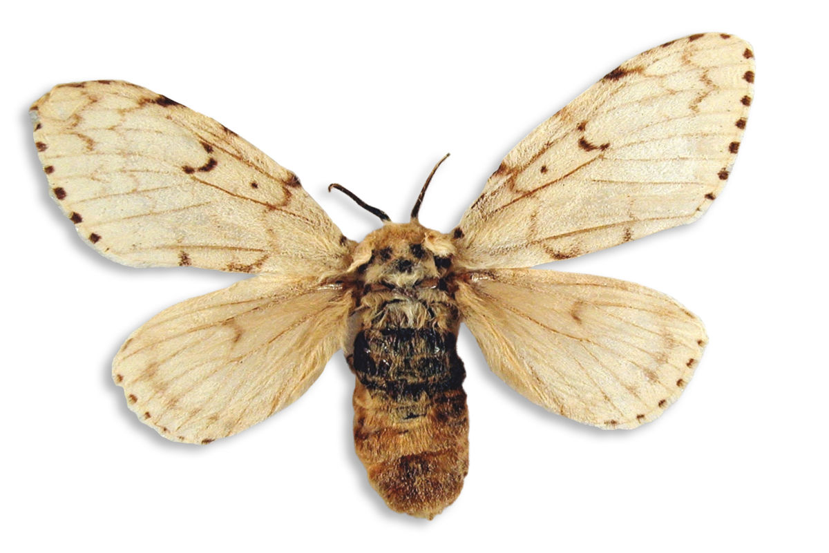 The Gypsy Moth Is Taking Over Capitol Hill | Seattle Met