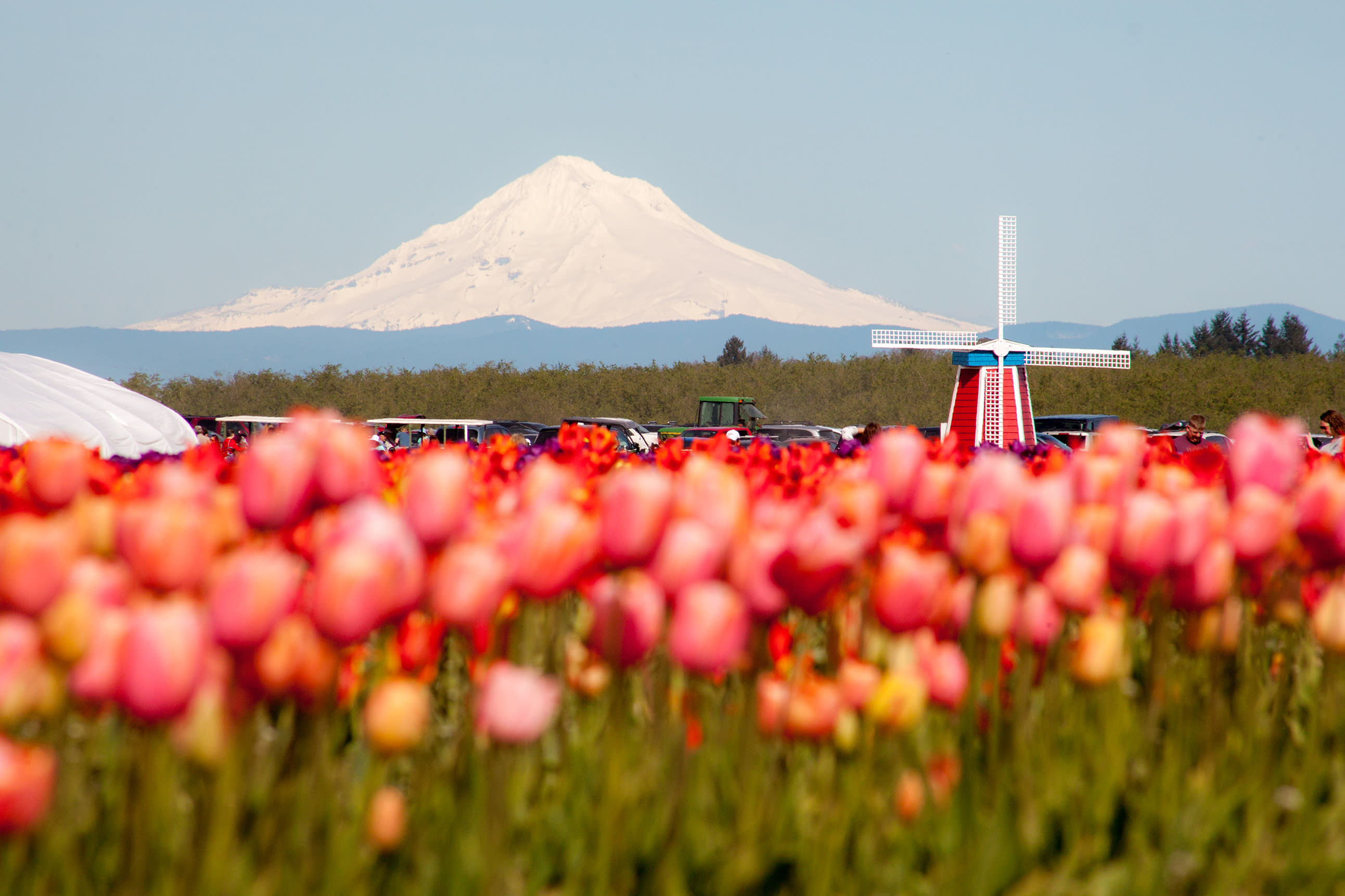 What’s Blooming? Springtime Plants Are Popping Up in Portland ...