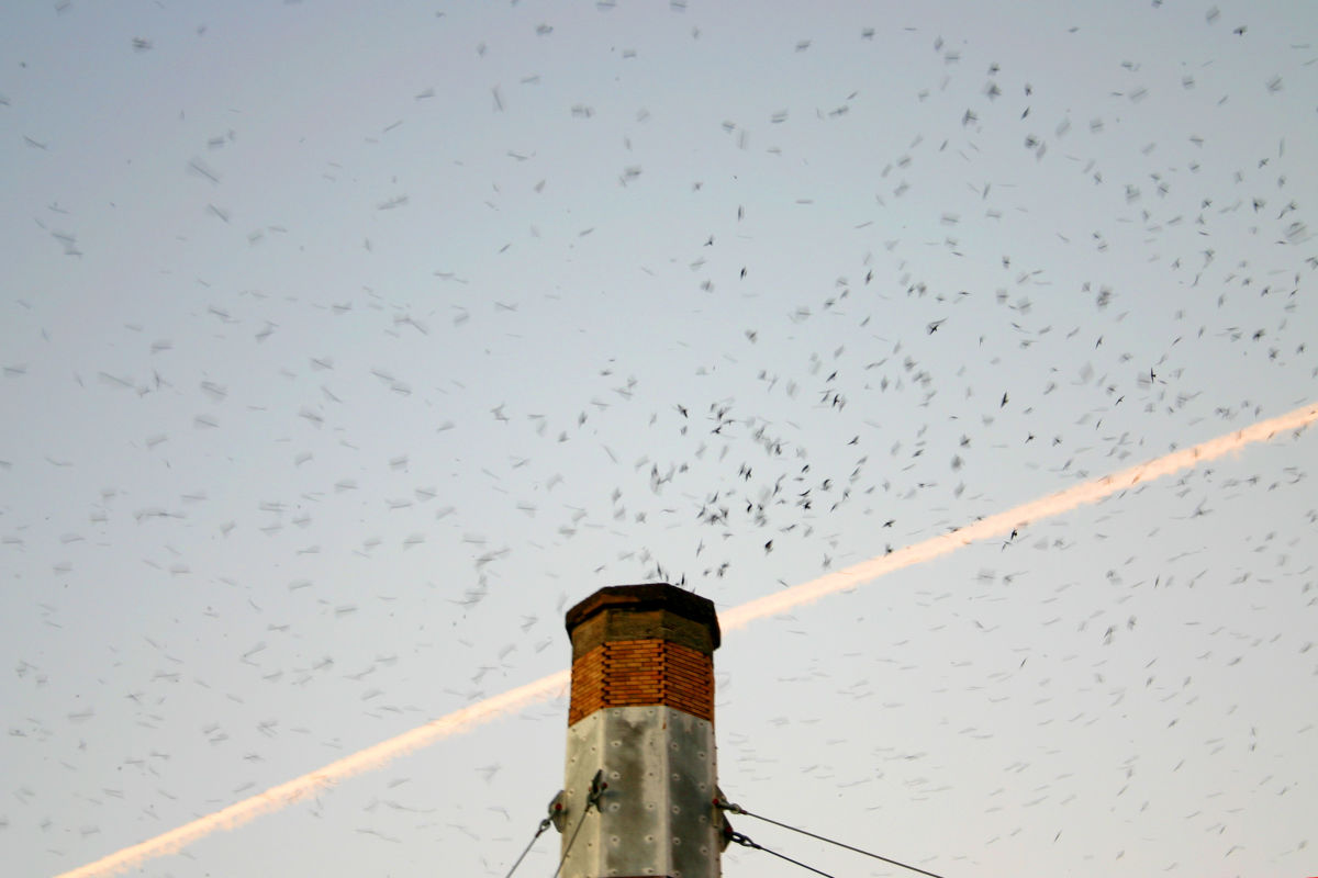 Vaux’s Swifts Are Early This Year: Where and When to Watch in Portland ...
