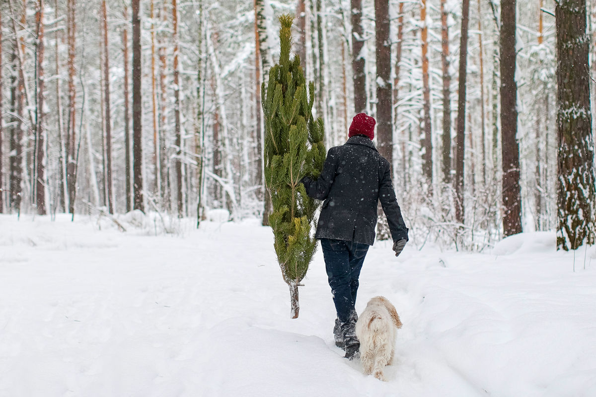 How to Cut Down a Christmas Tree in the Woods | Seattle Met