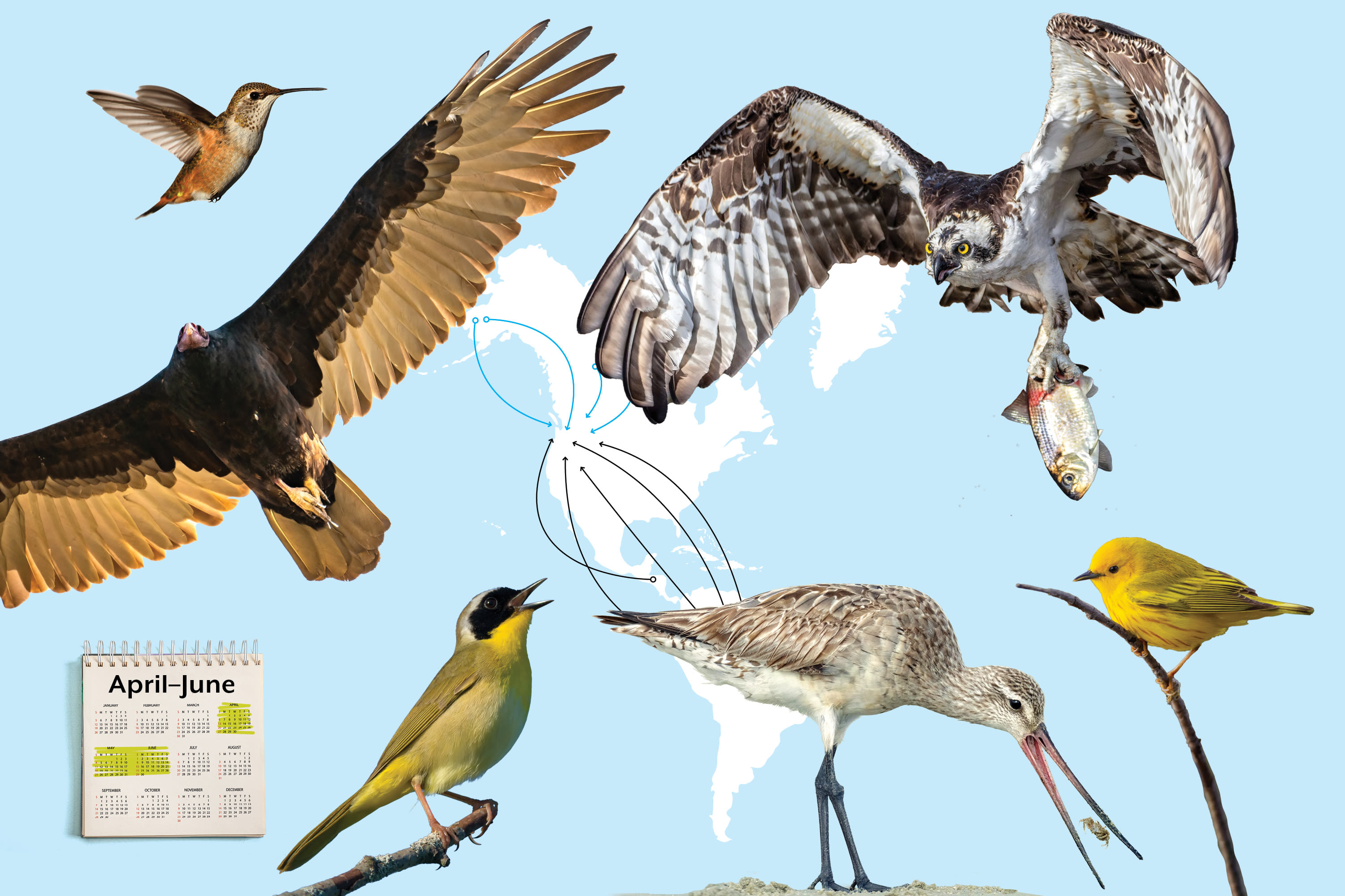 It's the Perfect Time to Bird-Watch in Seattle | Seattle Met