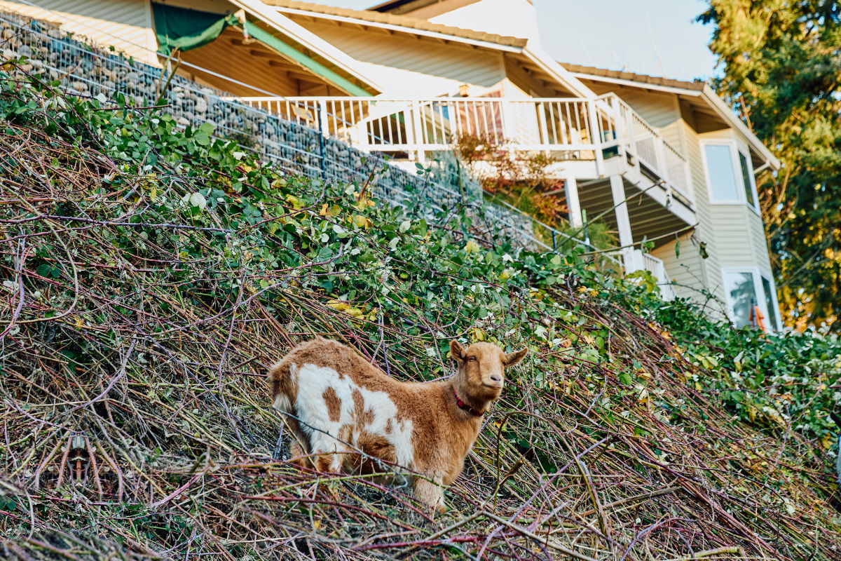 Goats Are an Eco-Friendly, Adorable Form of Lawn Care | Portland Monthly