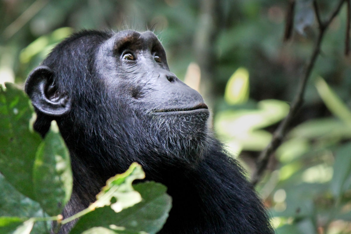 Discover the World of Chimps, Just Three Hours from Houston | Houstonia ...