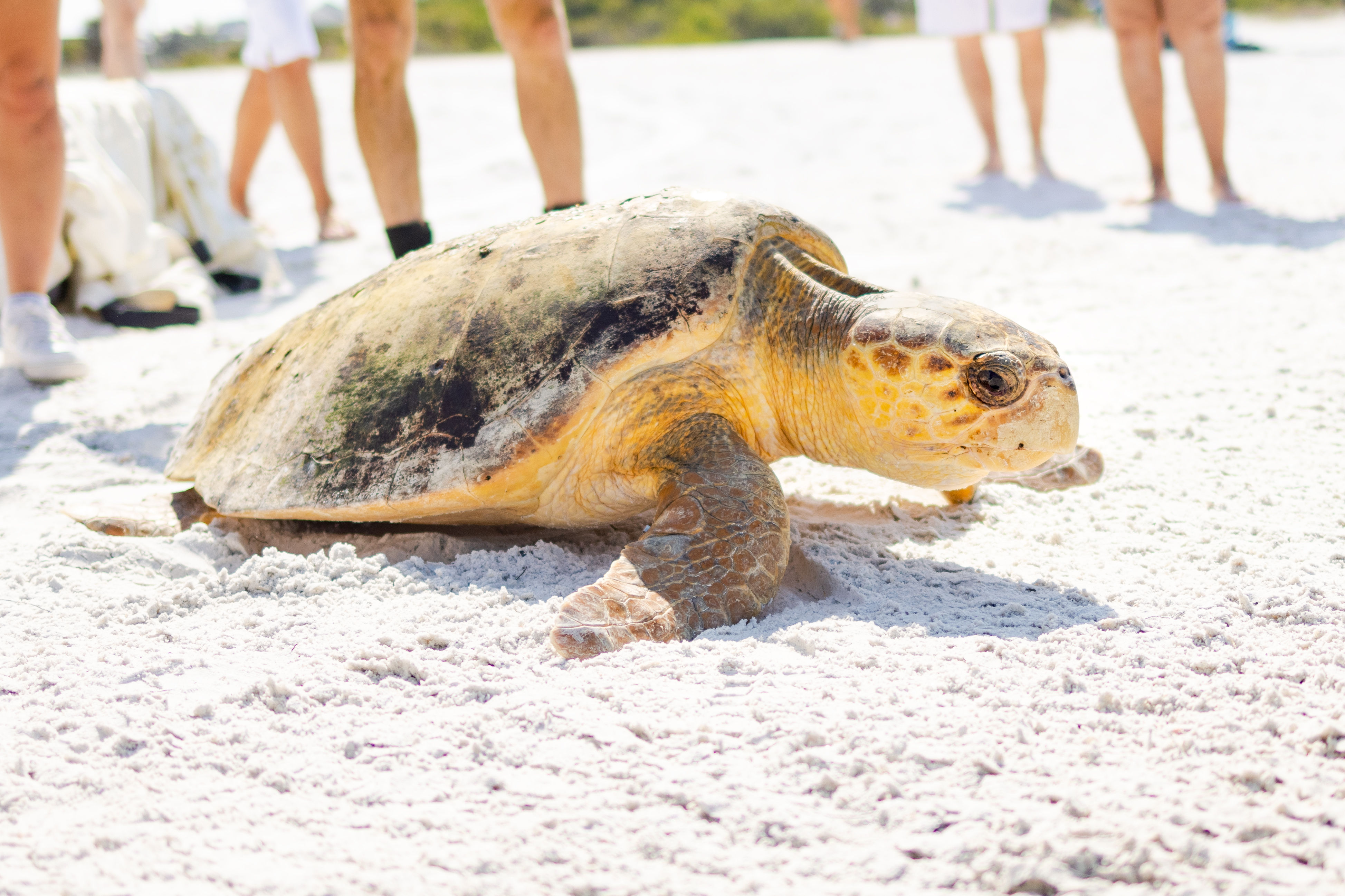How to Help Keep Sea Turtles Safe This Summer | Sarasota Magazine