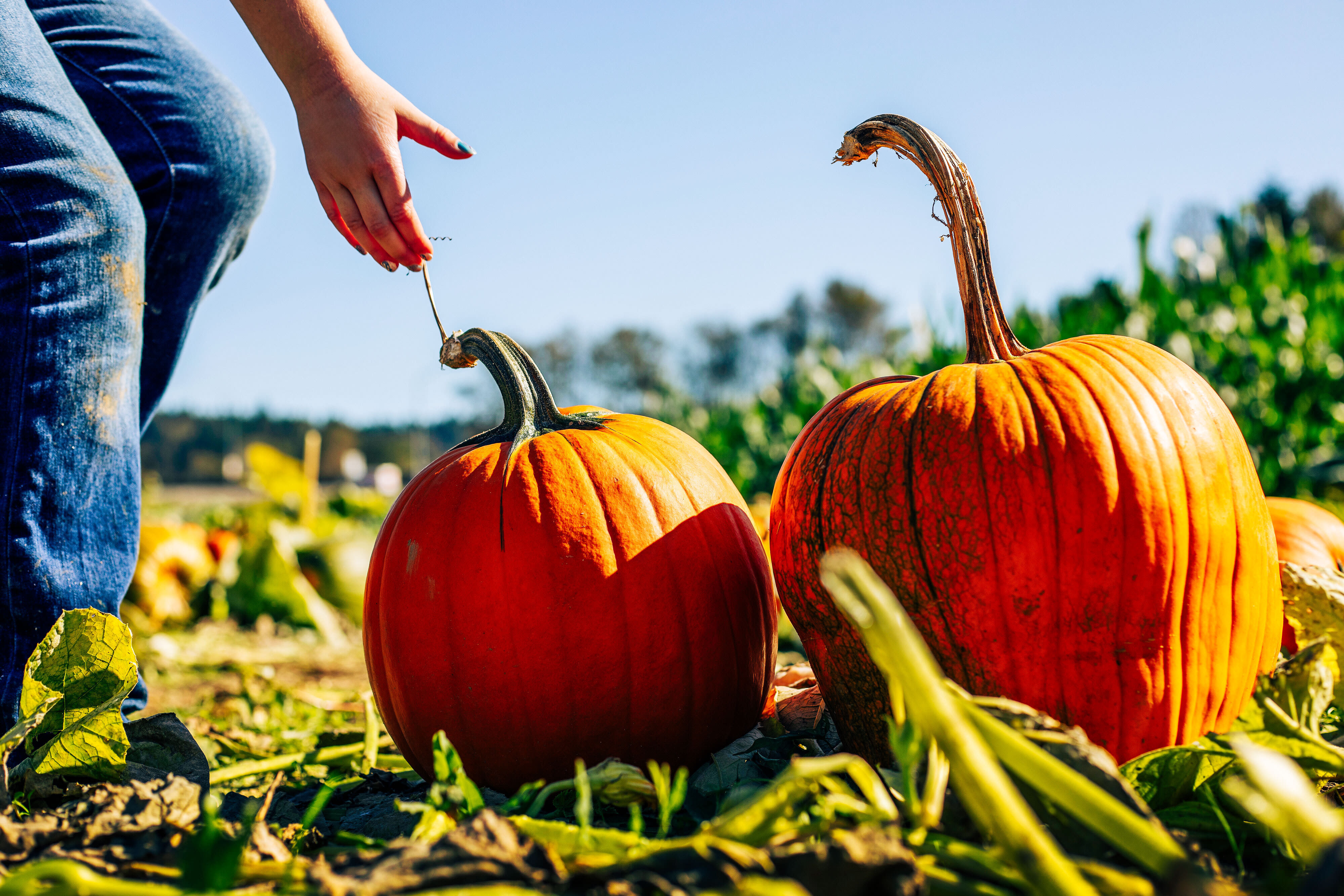 Best Seattle and Bellevue Summer Camps | Seattle Met