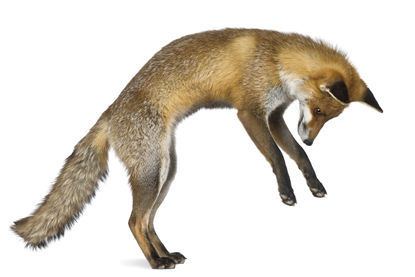 Red Foxes Cause Worries in Mount Rainier National Park | Seattle Met