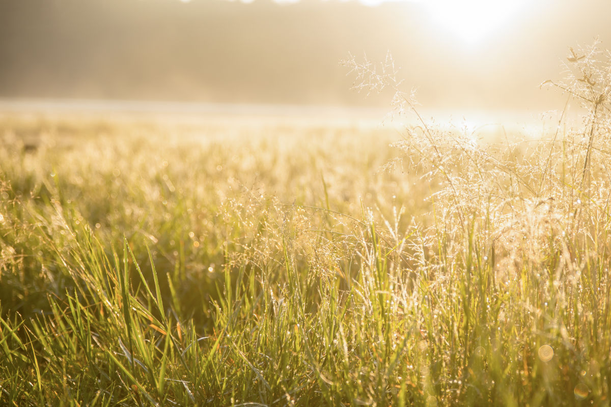 Why You Should Start a Pocket Prairie in Your Yard | Houstonia Magazine