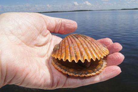 Authentic Florida Scalloping | Sarasota Magazine