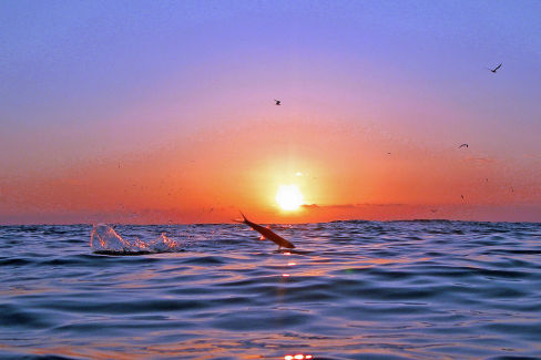 Photo of the Week: Fish at Sunset | Sarasota Magazine