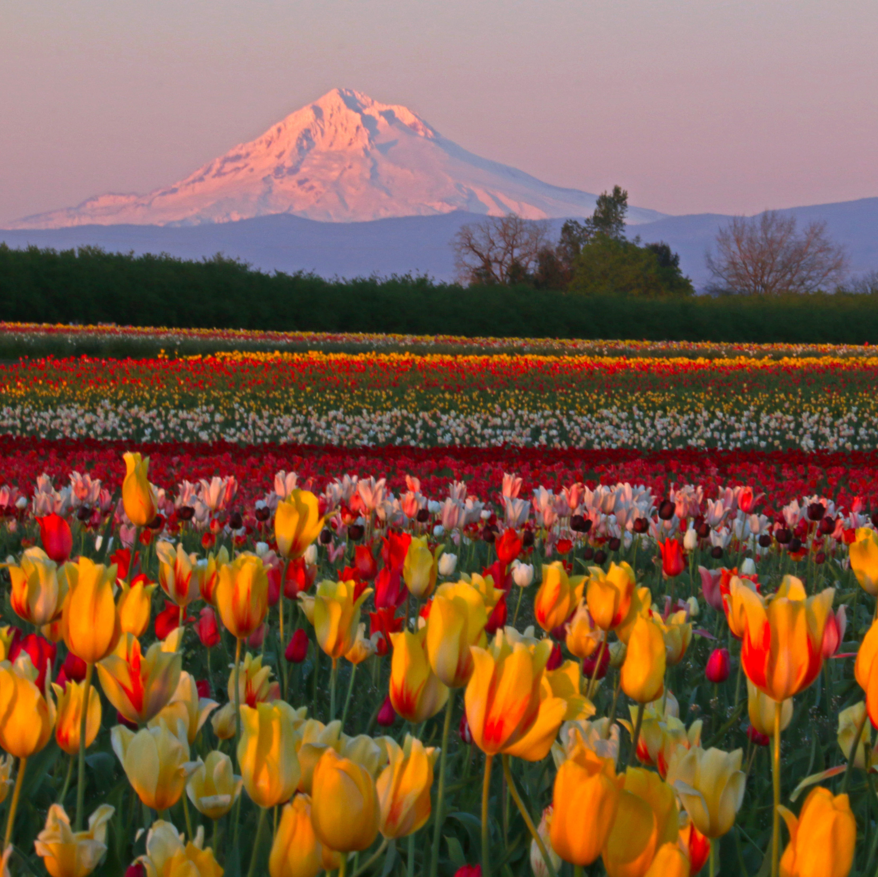 Courtesy Wooden Shoe Tulip Farm | Portland Monthly