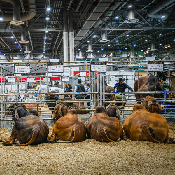 Cow Barn Stalls Poop